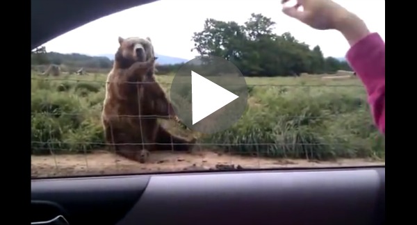 Waving Bear | Make It & Love It
