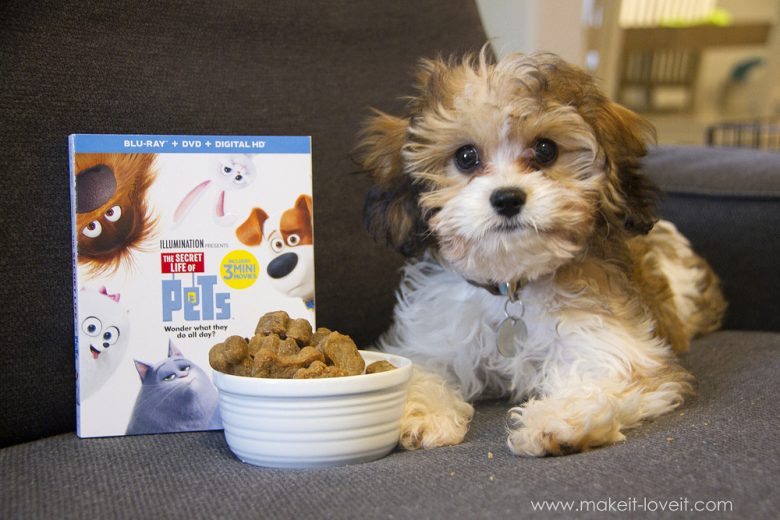"Secret Life of Pets": a Movie Night, a Dog Biscuit Recipe…plus, we ...